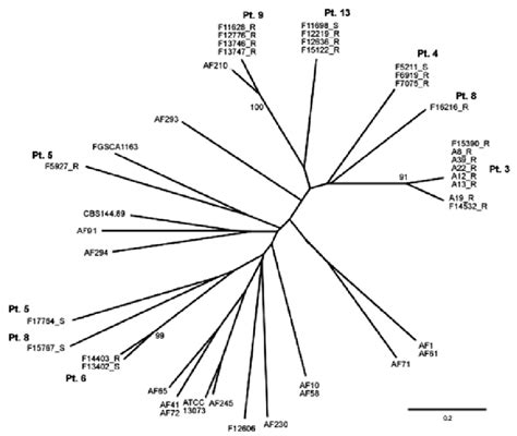 Unrooted Phylogenetic Tree Showing The Genetic Relationship Of Isolates