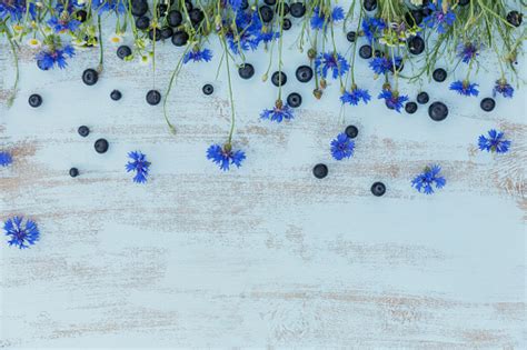 밝은 파란색 나무 테이블 배경 에 필드 꽃과 열매 옥수수 꽃 카모마일 블루베리프레임 카피스페이스가 있는 배경 블루베리에 대한