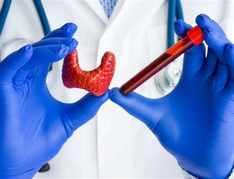 Introduction To Thyroid Gland Test Dubai Lab Tests