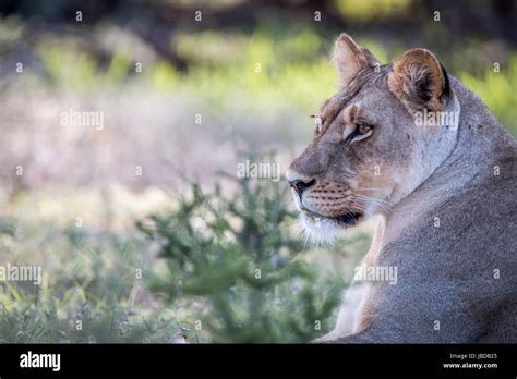 Portrait D Un Lion Dans Le Parc Transfrontalier De Kgalagadi Afrique