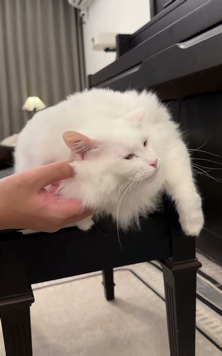 用喷水壶假装对小猫咪打喷嚏 Youtube