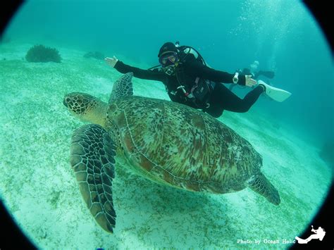 오션홀릭 보홀 스쿠버 다이빙 오션홀릭 거북 거북이와 함께 펀다이빙 투어