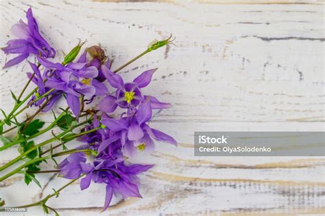 흰색 나무 배경에 파란색 컬럼바인 꽃입니다 맨 위 보기 복사 공간 0명에 대한 스톡 사진 및 기타 이미지 0명 꽃 나무