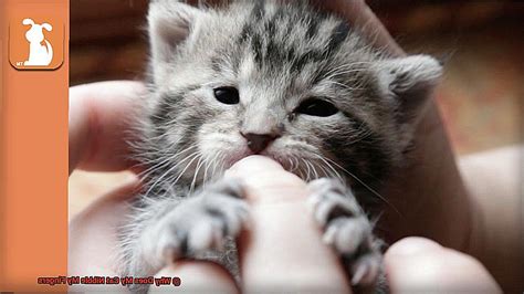 Why Does My Cat Nibble My Fingers