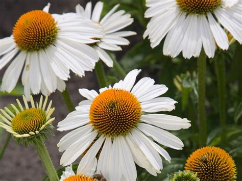 Echinacea Primadonna White