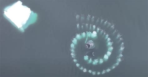 Watch These Humpback Whales Create A Stunning Fibonacci Spiral To Capture Prey Cbs News