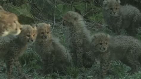 O Femela Ghepard A Nascut 6 Pui La O Gradina Zoologica Din Olanda