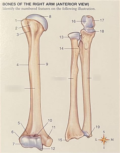 Labeling Right Arm Bones Anterior Diagram Quizlet