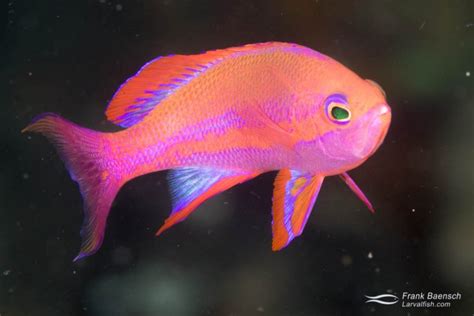 Anthias Life Stages Frank Baensch