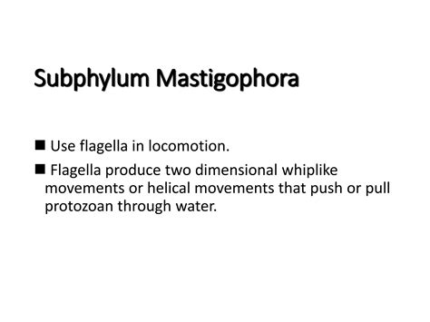 Phylum Sarcomastigophora Pptx