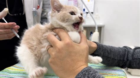 注射を覚えてしまった子猫がこうなりました。 55 Youtube