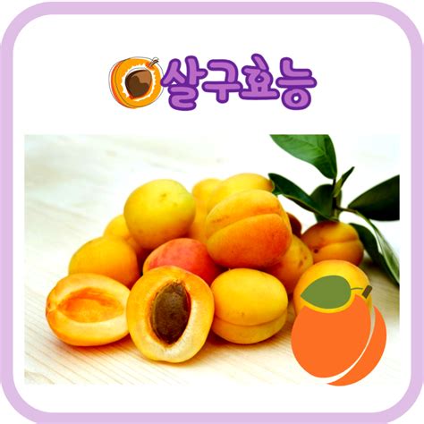 살구 효능 18가지와 절대 주의해야할점 살구차 Pinknamu