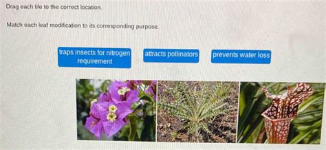 Drag Each Tile To The Correct Location Match Each Leaf Modification To