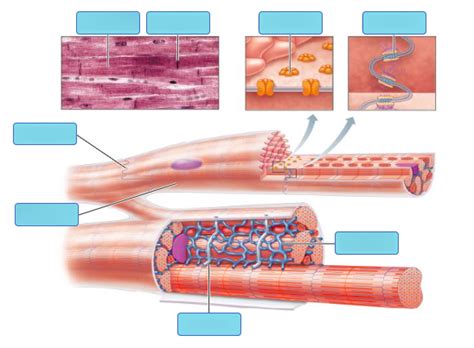 Cardiac Muscle Fiber Figure 18 11 Diagram Quizlet