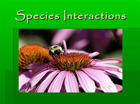 Ppt Species Interactions Powerpoint Presentation Free Download Clip Art Library