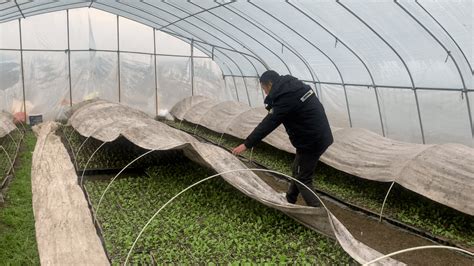 寒潮来袭我市各重点蔬菜基地生产有序 大棚蔬菜 农业 胡锁柱