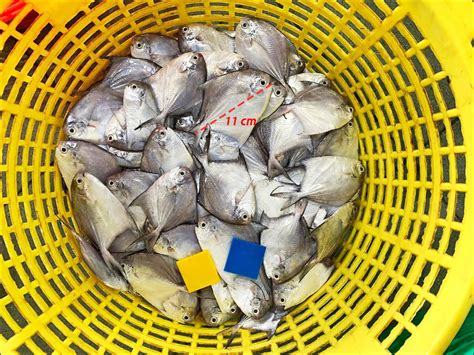 24種市場常見魚 還沒長大就上桌 生活 自由時報電子報