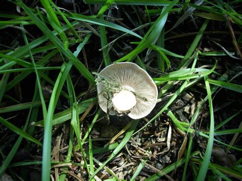 Florida Lawn Mushrooms Mushroom Hunting And Identification Shroomery Message Board