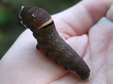 Western Tiger Swallowtail Caterpillar