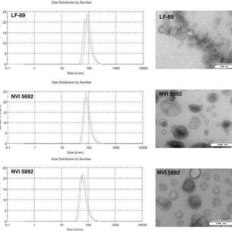 Internalization And Effect Of Membrane Vesicles Isolated From Download Scientific Diagram