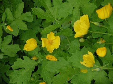 Stylophorum Diphyllum Celandine Poppy Z 4 9 Heritage Flower Farm