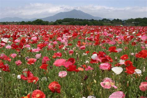 腰椎椎間板ヘルニア みどりの鍼灸院