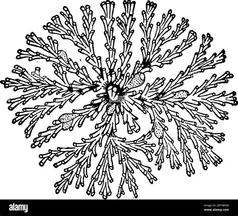 Figure Shows A Sedentary Aquatic Invertebrate Of The Phylum Bryozoa