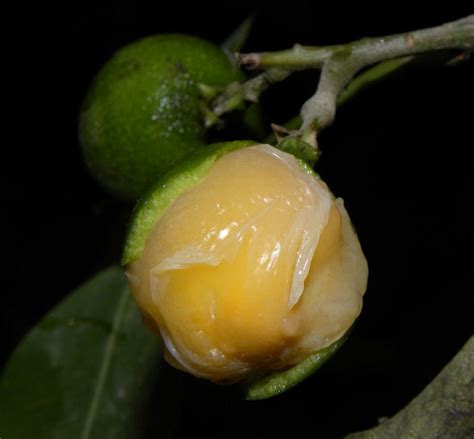 Mamoncillo Tree Care
