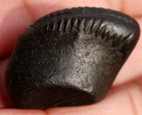 Significance Of Shaligram According To Hinduism