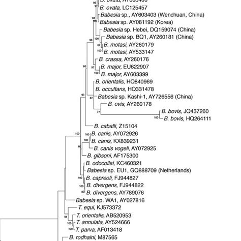 Phylogeny Of 18s Rrna A Maximum Likelihood Phylogeny Was Constructed