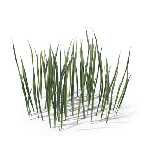Small Coarse Round Grass Patch 3d Object 2299377701 Shutterstock
