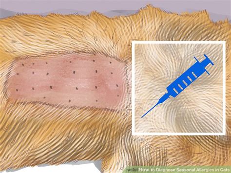 How To Diagnose Seasonal Allergies In Cats With Pictures