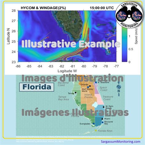 Sargassum Florida Bahamas Miami Fortlauderdale Keywest Keys