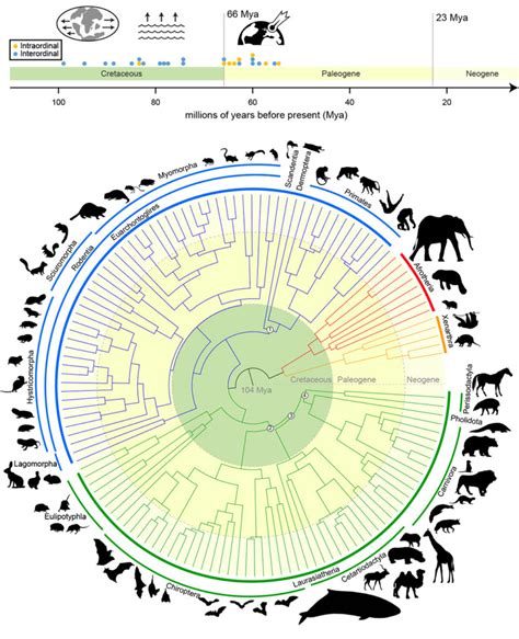 Mammal Phylogeny