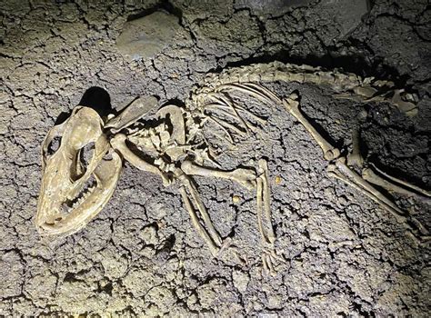Mystery Unveiled Unusual Skeleton Found Deep In Cueva Del Tigre Could Be A Dinosaur From The