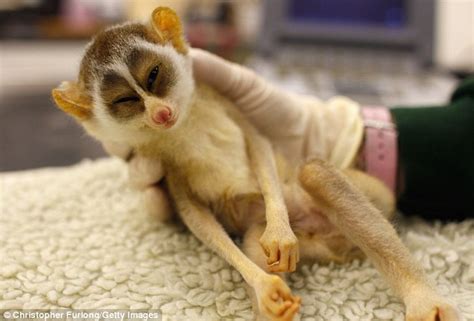 Why Have You Woken Me Up Sleepy Slender Loris Ignores Attentions Of