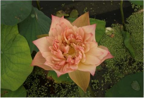 20多个荷花品种首次在上海展出上海荷花睡莲展邀你一起猗莲悠梦还可以沉浸式夜游 周到上海