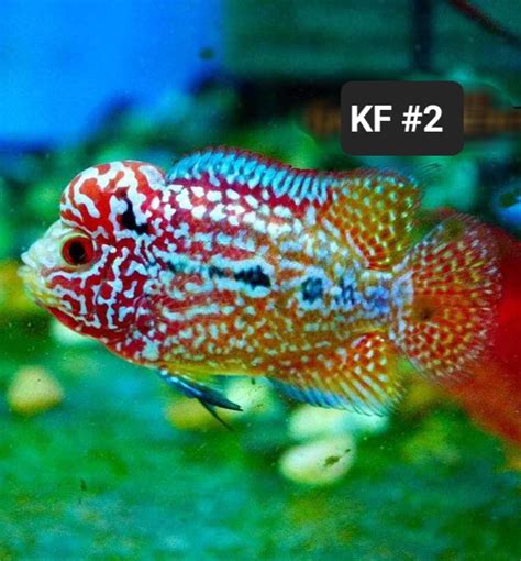 Kamfa Flowerhorn Cichlid Cichlasoma Sp Predatory Fins