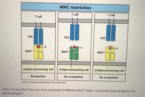 Solved Mhc Restriction T Cell T Cell T Cell Tcr Tcr Tcr Mhc