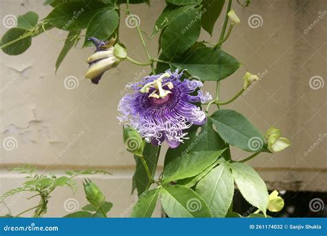 Purple Colored Passion Flower Passiflora Cincinnata With Green Leaves
