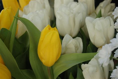 Tulipa Flor Flores Brancas Foto Gratuita No Pixabay Pixabay