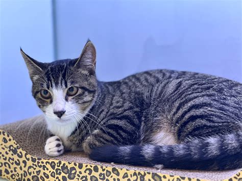 코리안숏헤어 리리 털빠짐없는브리티쉬숏헤어키우기 털빠짐없는스코티쉬폴드키우기 털빠짐없는러시안블루키우기 털빠짐없는강아지키우기 털빠짐없는고양이키우기 털빠짐없는강아지종류 털빠짐없는