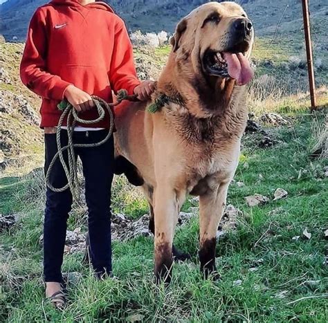 پژدر داگ کرمانشاه On Instagram ناتو کاک شیرزاد شقلاوه که الان دست آقا افشین کریمی هست پژدر