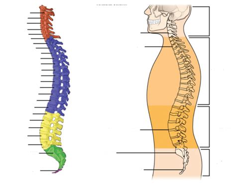 Vertebrae Quiz