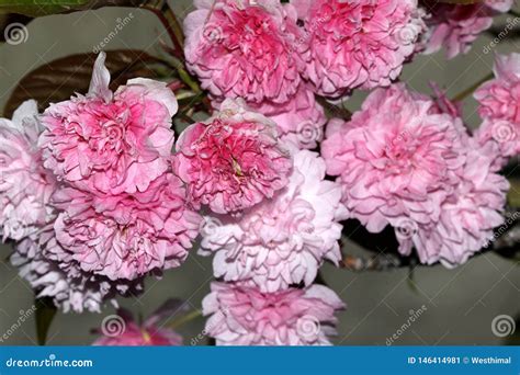 Kwanzan Flowering Cherry Prunus Serrulata `kwanzan` Royalty Free Stock
