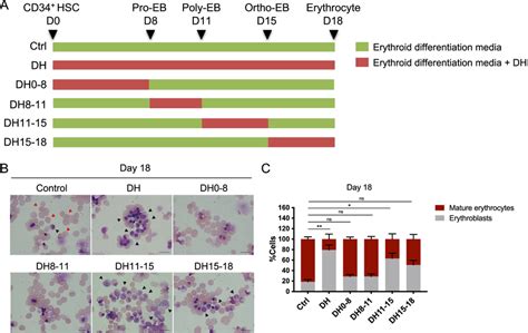 Dh Treatment Specifically Impaired Erythroid Maturation And Enucleation
