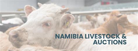 Namibia Livestock Auctions And Sales Facebook