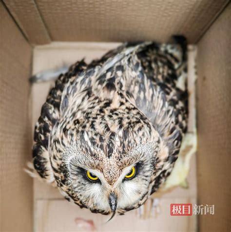 监利一居民救下落单猫头鹰野保人员精心照料后将放归大自然 极目新闻