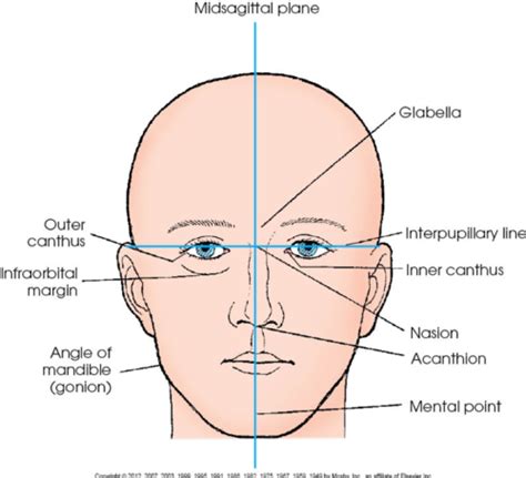 Infraorbital Margin