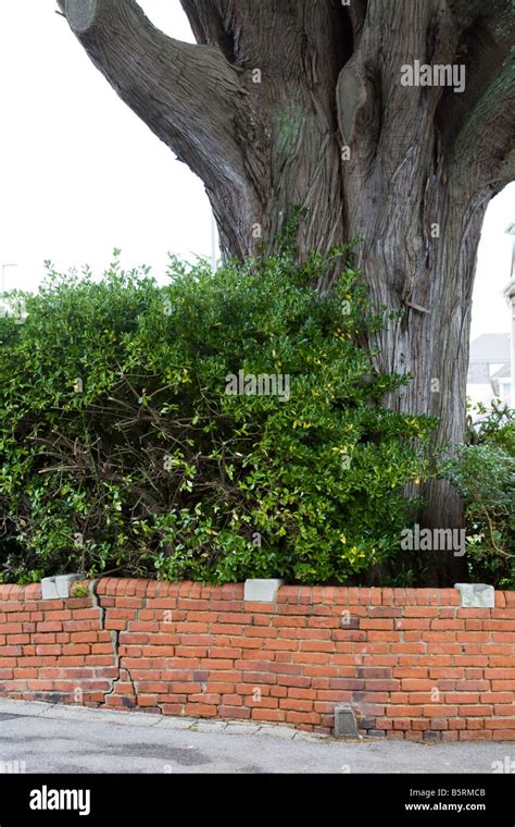 Large Tree Causing Extensive Subsidence And Cracking To Nearby Brick Wall Weymouth Dorset